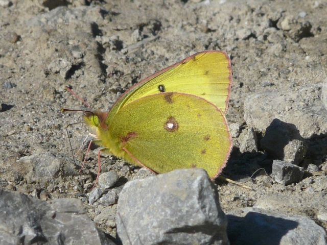 Toronto Wildlife More Clouded Sulphur Butterflies